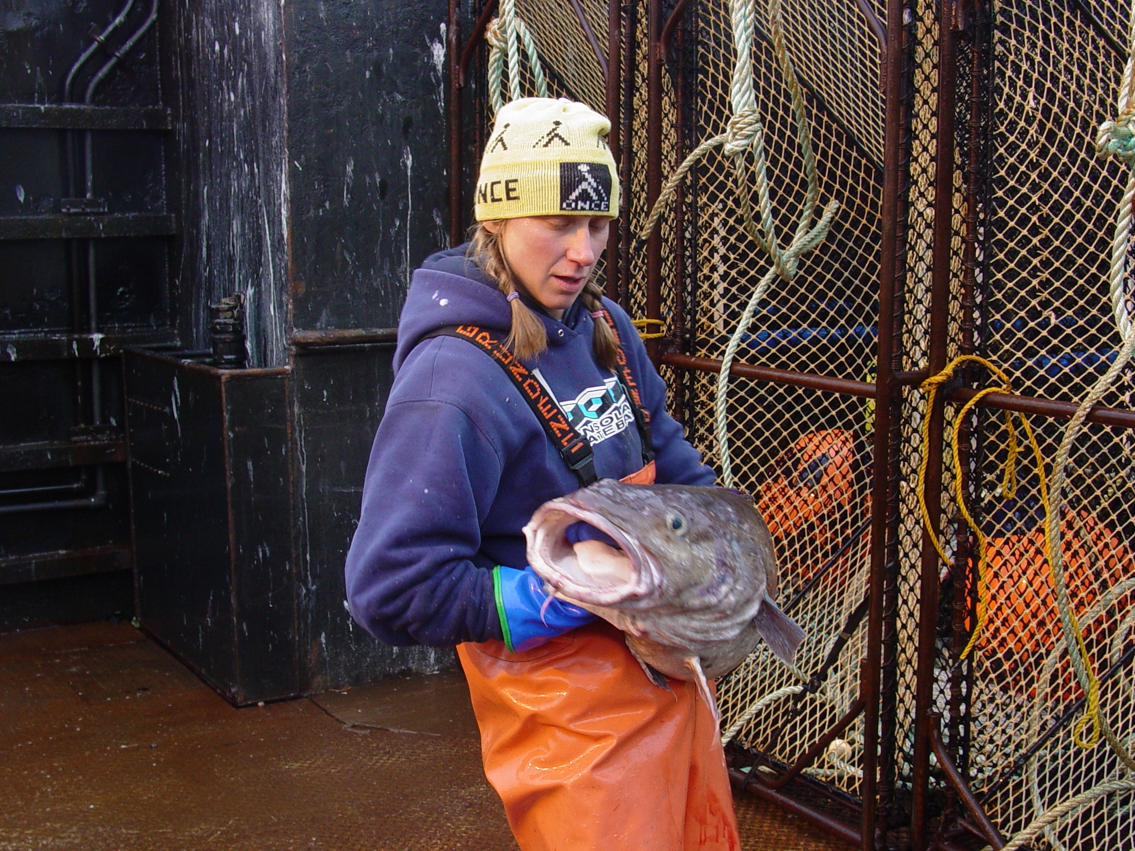 Surprising Findings In Genetic Study About Pacific Cod In Gulf Of ...