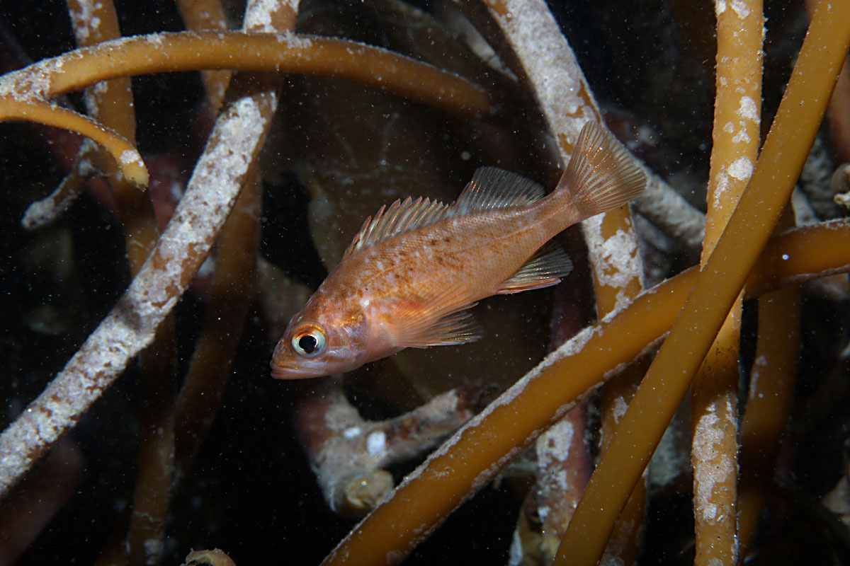 Researchers Demonstrate Key Benefits of Marine Protected Areas in ...